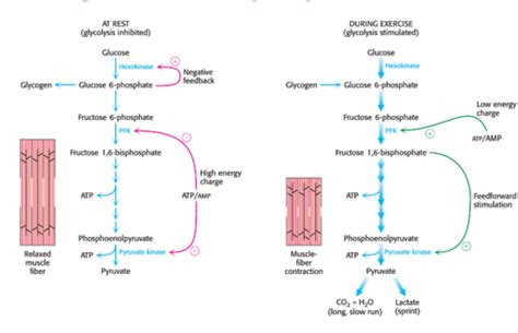Bch K Week Glycolysis Gluconeogenesis Pyruvate