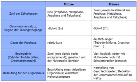 Vergleich Von Mitose Und Meiose