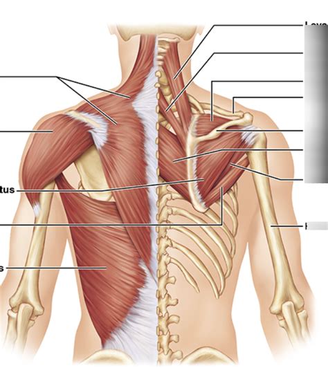 Muscles Of The Shoulder And Thorax Posterior Diagram Diagram Quizlet