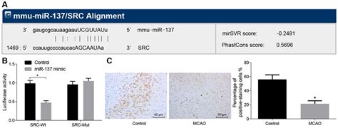 MiR 137 Prevents Inflammatory Response Oxidative Stress Neuronal