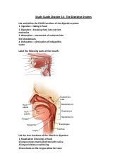 Chapter 14 Digestive System Docx Study Guide Chapter 14 The