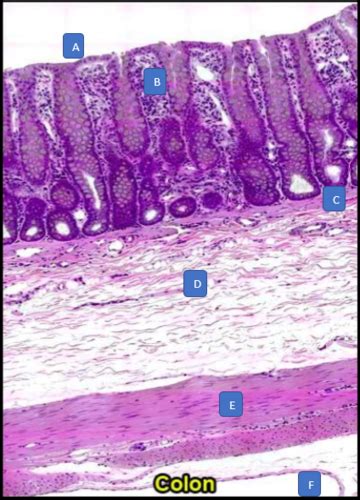 Histology Practical Flashcards Quizlet
