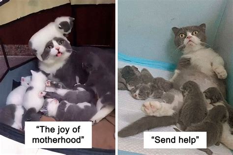 Hình ảnh đáng yêu cute animal moments Chia sẻ ở khắp nơi