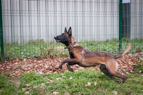 APAGI Shadow CHIEN x Berger Belge Malinois à la robe Fauve charbonnée