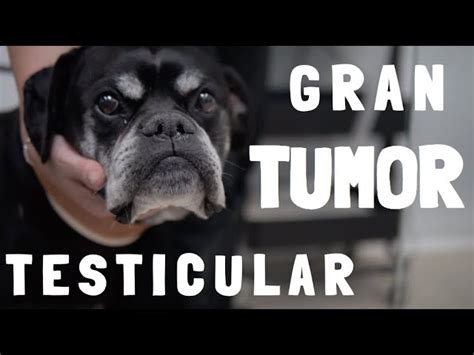 Cáncer de testículos en perros síntomas y tratamiento
