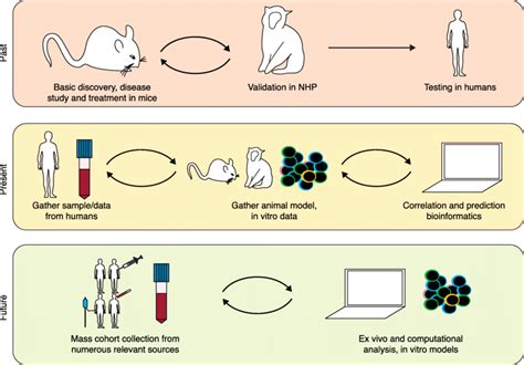 the shifting paradigm of translational human models in the past download scientific diagram