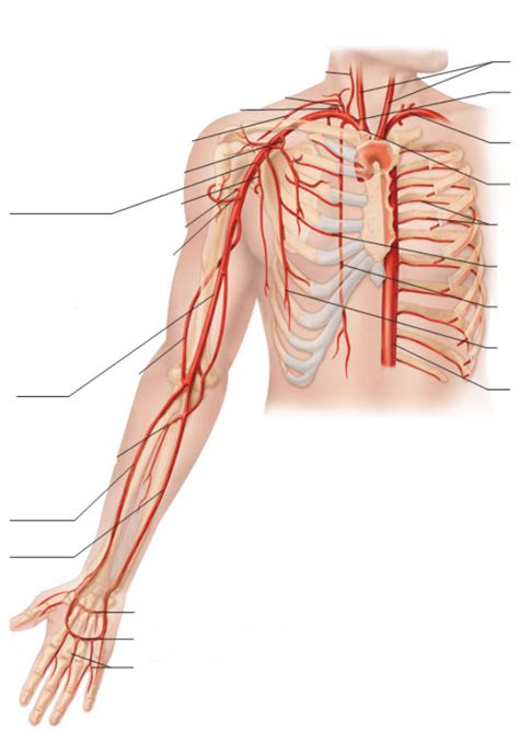 Arm Arteries Diagram Quizlet