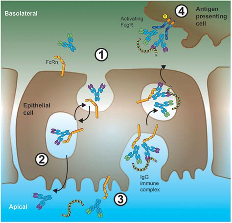 Mechanisms Of Enhanced Antigen Presentation And T Cell Activation