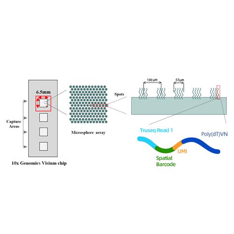 10x Genomics Visium Spatial Transcriptome