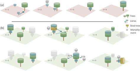 Lianas In Silico Ecological Insights From A Model Of Structural