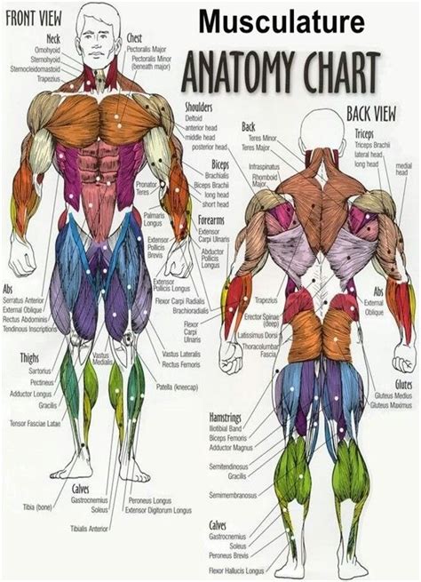 Be F Acc Be B Eeba A Bc Pixels Human Anatomy Free