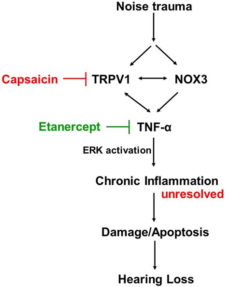 Frontiers Targeting Inflammatory Processes Mediated By TRPVI And TNF