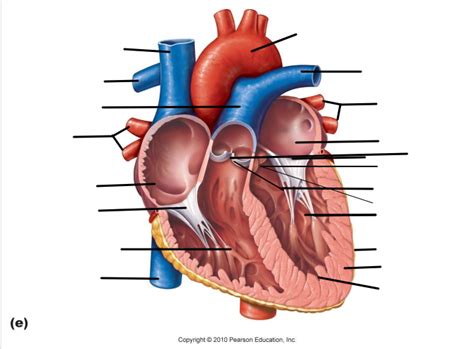 Anatomy Of The Heart Frontal Section Part 3 Diagram Quizlet