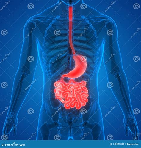Anatomia Do Sistema Digestivo Dos rg os Do Corpo Humano Ilustração