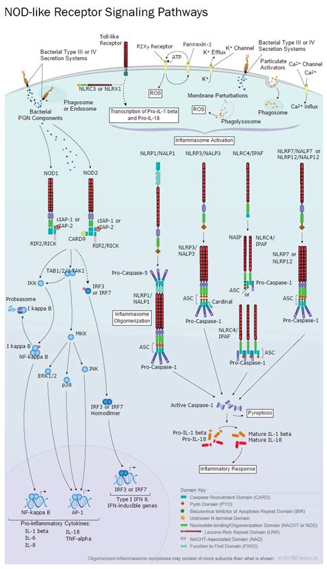 NOD Like Receptor Signaling Interactive Pathway R D Systems