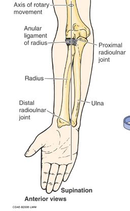 Upper Limb Anatomy Flashcards Quizlet