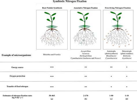 Nitrogen Fixation Examples