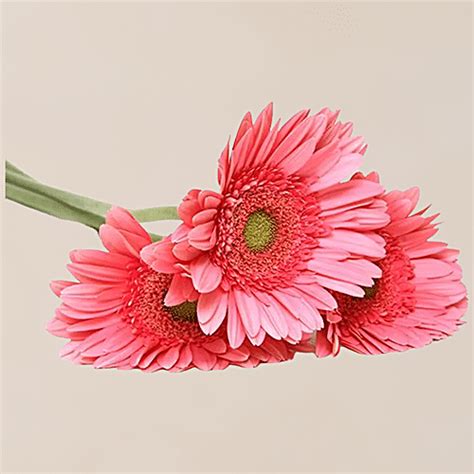 Buy Fresho Flowers Gerbera Pink Online At Best Price Of Rs 22 91