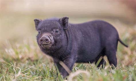 Teacup Pig Full Grown