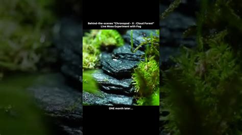 Behind The Scenes Planting A Live Moss With Fog In A Geometric