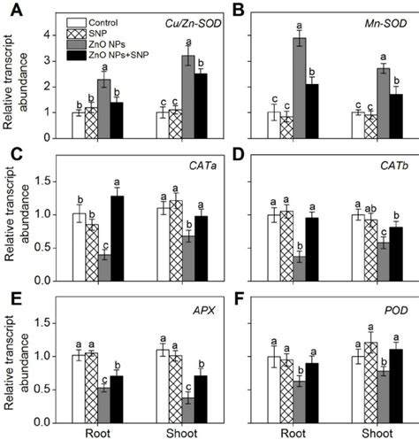 Relative Transcript Abundance Of Cu Zn SOD A Mn SOD B CATa C