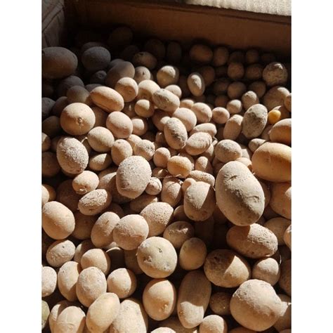 Jual Bibit Kentang Benih Kentang Kentang G0 Granola L Shopee Indonesia