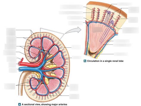 A P Ii Lab Urinary Diagram Quizlet