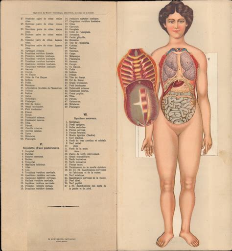 Le Corps Humain Anatomie De La Femme Geographicus Rare Antique Maps