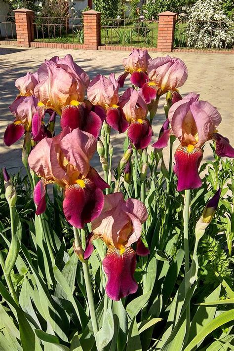 What Are The Different Types Of Iris Flowers Gardeners Path