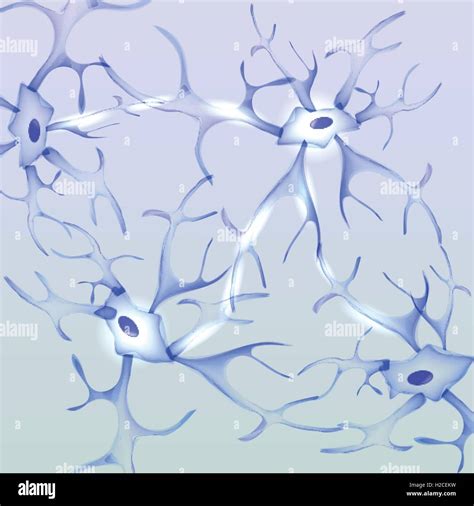 Neurona célula nerviosa Imagen Vector de stock Alamy