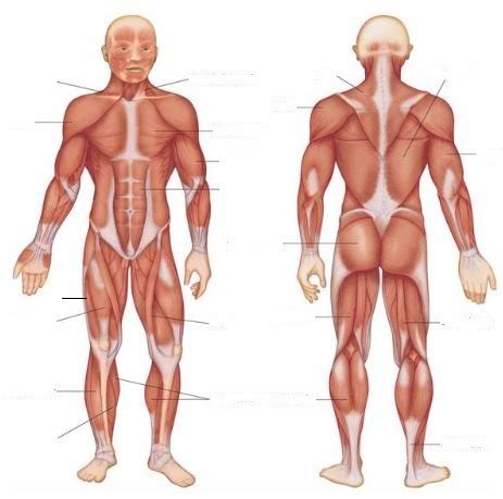 Anterior And Posterior Muscles Of The Body