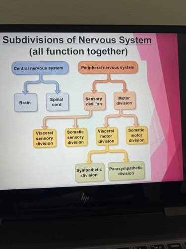 Neuro Flashcards Quizlet