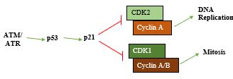 Interpreting A Diagram Of Cyclin Cdk Interactions Practice Biology
