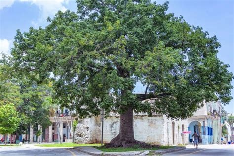 Descubre la CEIBA de GUATEMALA Árbol NACIONAL