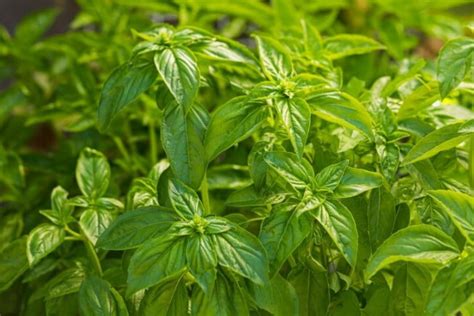 Cómo cultivar Albahaca Bellota Digital