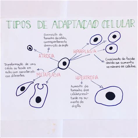 Mapas Mentais sobre ADAPTAÇÃO CELULAR Study Maps