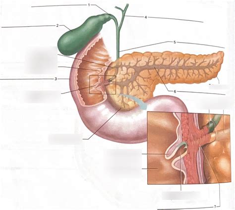 Liver Gallbladder And Pancreas Diagram Quizlet