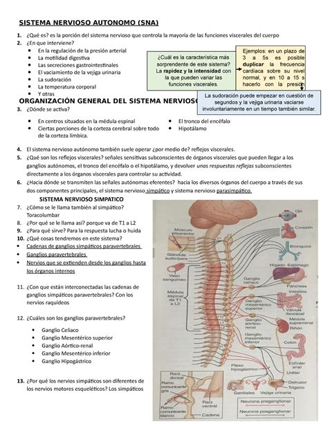 Sistema Nervioso Autonomo Y Medula Suprarrenal SISTEMA NERVIOSO