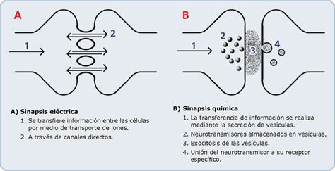 Célula Sinapsis Química y Eléctrica