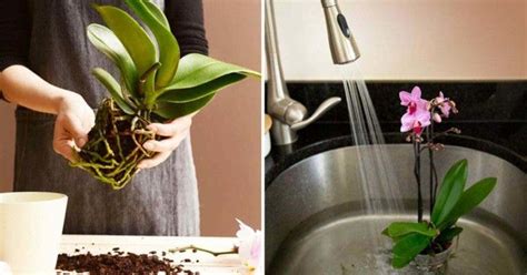 Comment faire refleurir ses orchidées Le guide étape par étape