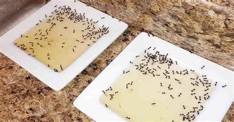 Anti fourmi naturel 13 solutions répulsives pour les éloigner de la