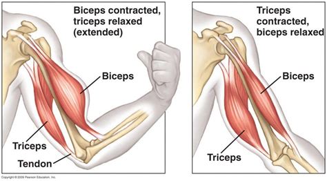 Biceps And Triceps Muscles