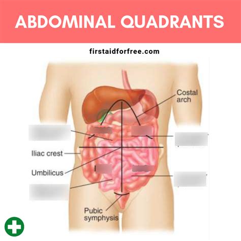 Four Abdominal Quadrants Diagram Quizlet