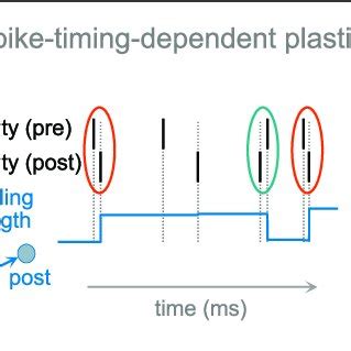 Schematic Examples Of Synaptic Plasticity A Short Term Synaptic