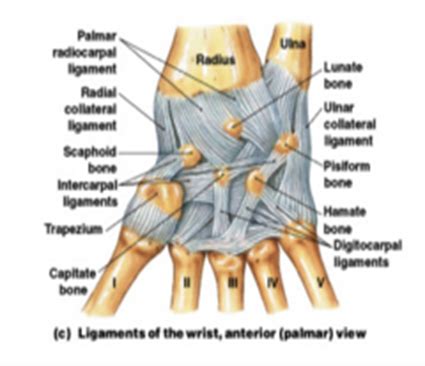 Wrist Hand Flashcards Quizlet