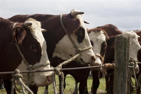 Devenir Auxiliaire Veterinaire