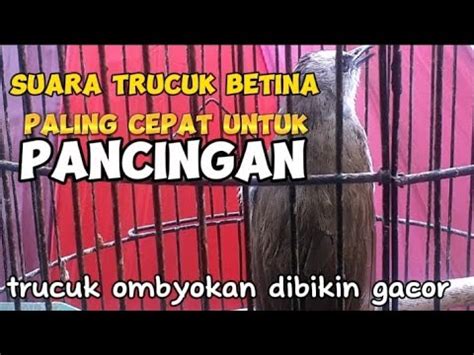 Suara Trucukan Betina Memanggil Jantan Trucuk Macet Trucuk Bahan