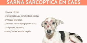 BICHEIRA Em CACHORRO Sintomas Causas E Tratamento