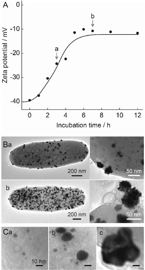 A Zeta Potential Of Bacterial Suspension During Incubation And B TEM