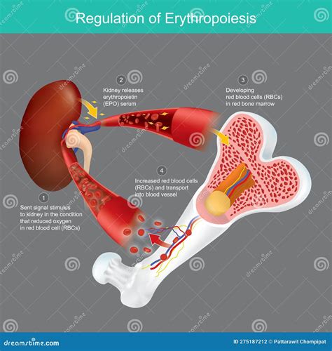 Regulation Of Erythropoiesis Vector Illustration CartoonDealer